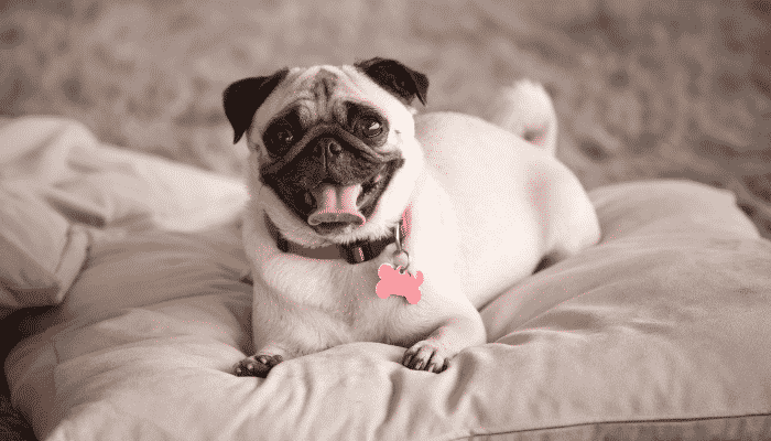 Raça Pug – os famosos cachorros da realeza europeia. Confira! – Vamos PET