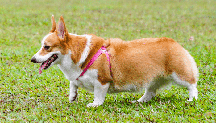 Raça Welsh Corgi – Conheça o cãozinho que lembra uma raposa. Confira ...