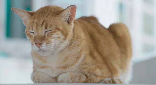 Gato doente – Quais sintomas mais comuns? Descubra agora! – Vamos PET